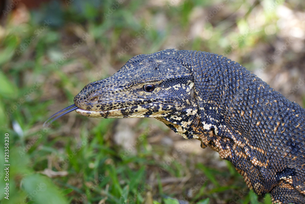 sri lanka varan Stock Photo | Adobe Stock
