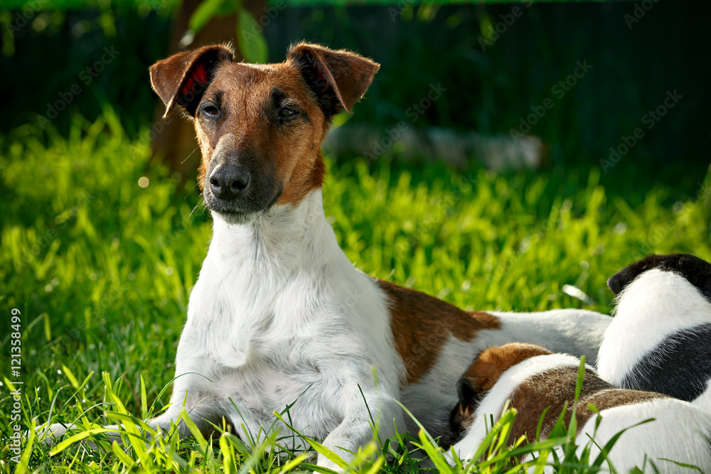 Smooth Haired Fox Terrier