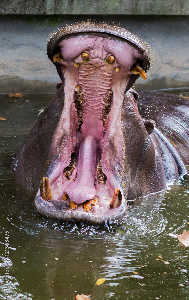 Hippopotamus Mouth
