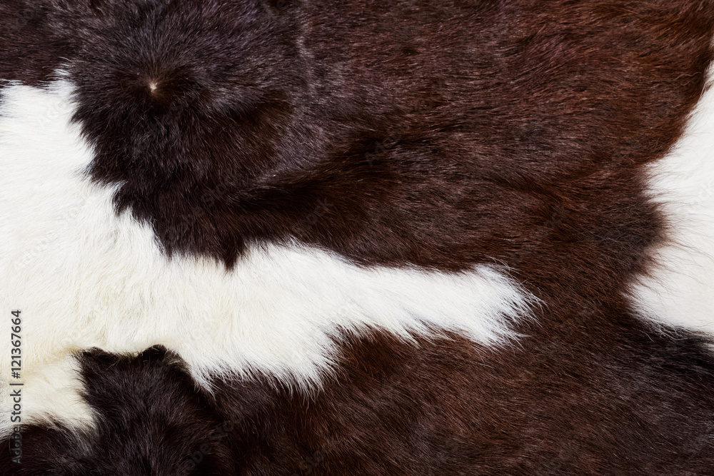 Cow fur (skin) background or texture Stock Photo | Adobe Stock