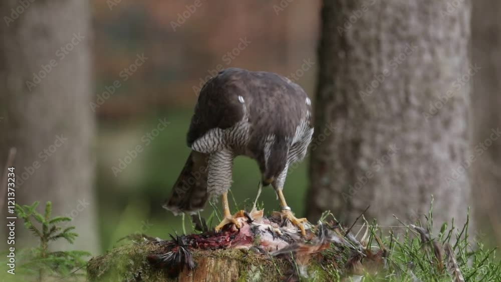 Wideo Stock: Goshawk kill Common Pheasant on the grass in green forest ...