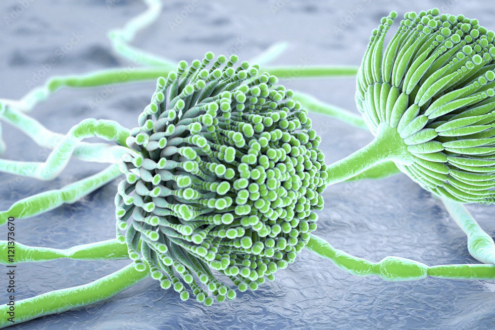 Black mold fungi Aspergillus, which produce aflatoxins and cause ...