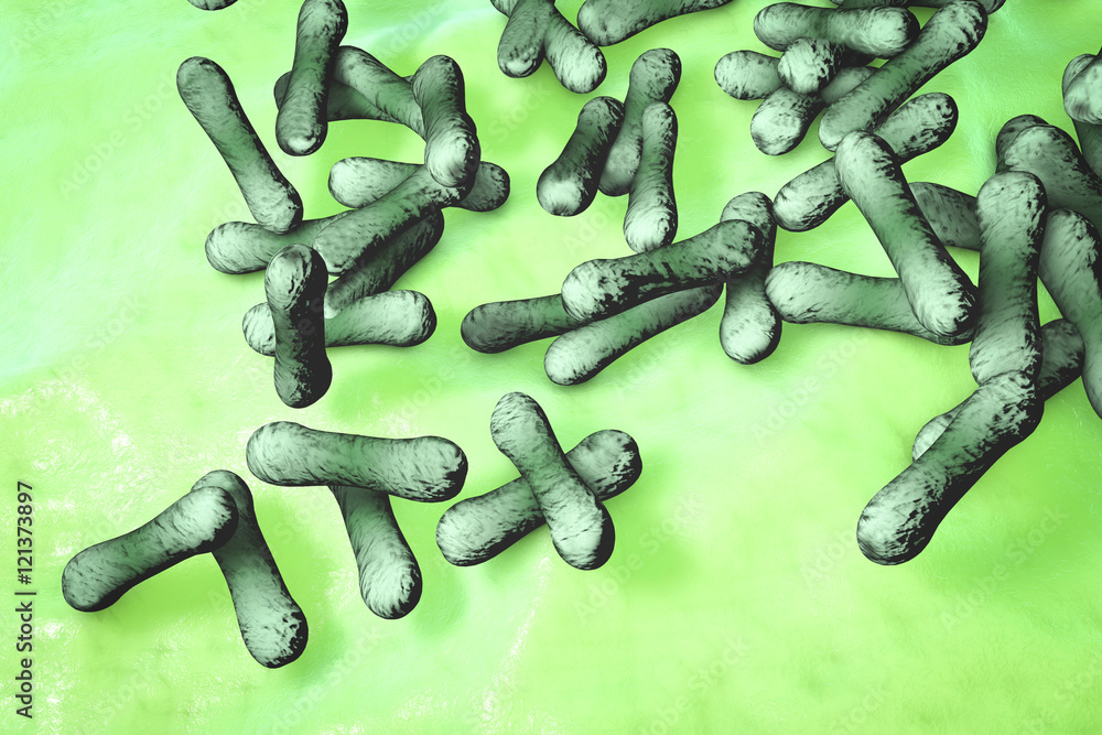 Microscopic illustration of Corynebacterium diphtheriae, Gram-positive ...