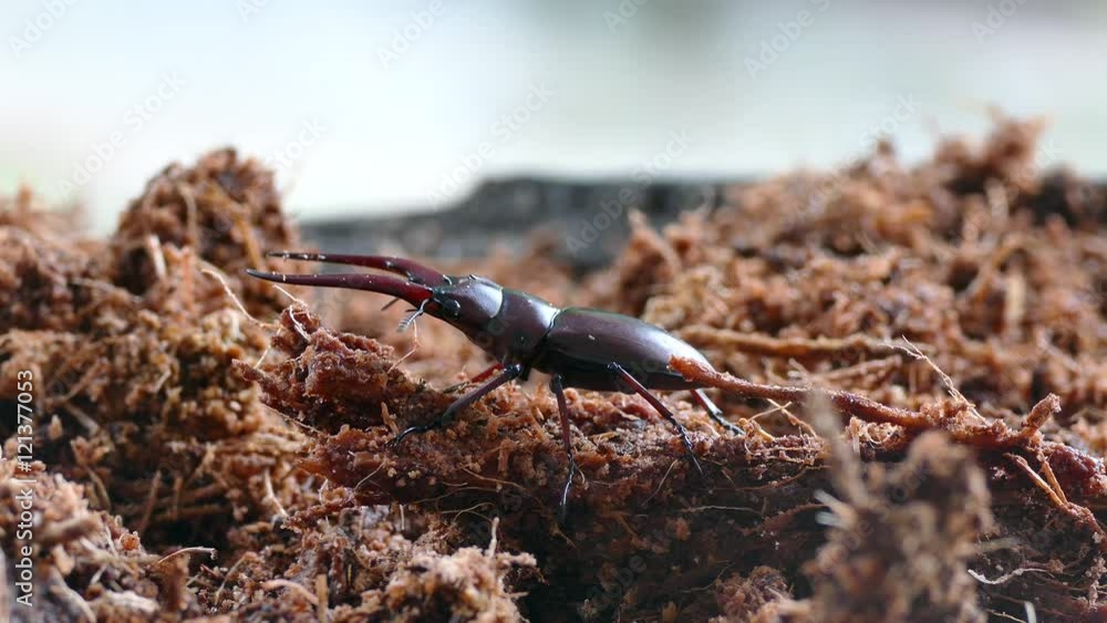 Stag beetle in the breeding season,Beetles ,Prosopocoilus astacoides ...