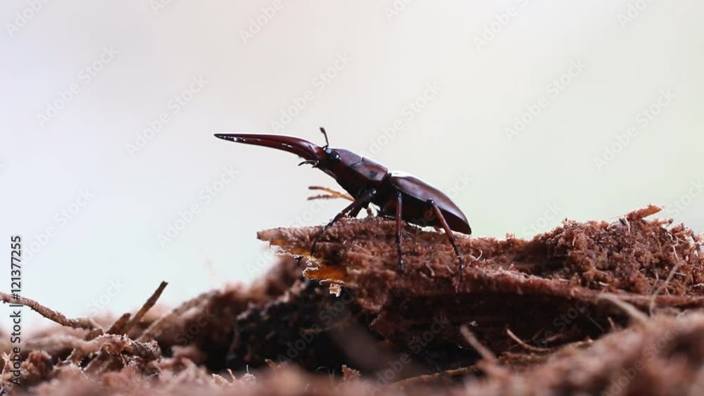 Stag beetle in the breeding season,Beetles ,Prosopocoilus astacoides ...