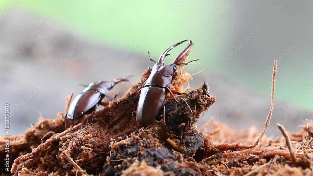 Stag beetle in the breeding season,Beetles ,Prosopocoilus astacoides ...