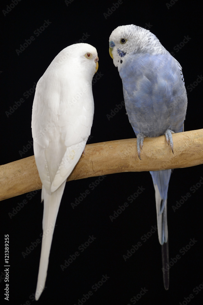 Pareja de periquitos blanco y azul con fondo negro. Stock Photo | Adobe Stock