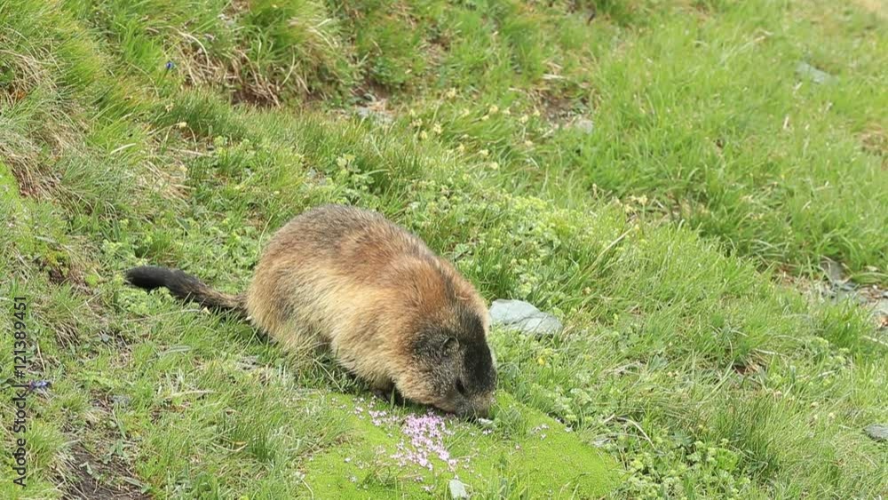 Cute animal. Fighting animals Marmot, Marmota marmota, in the grass ...
