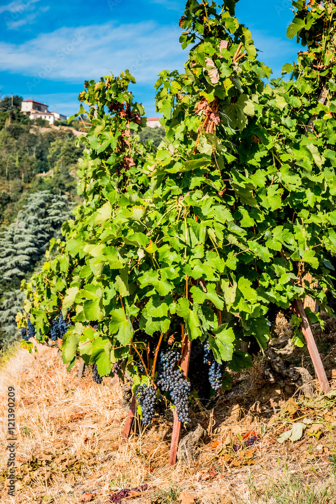 Foto de Champs de vignes dans la vallée du Rhône do Stock | Adobe Stock