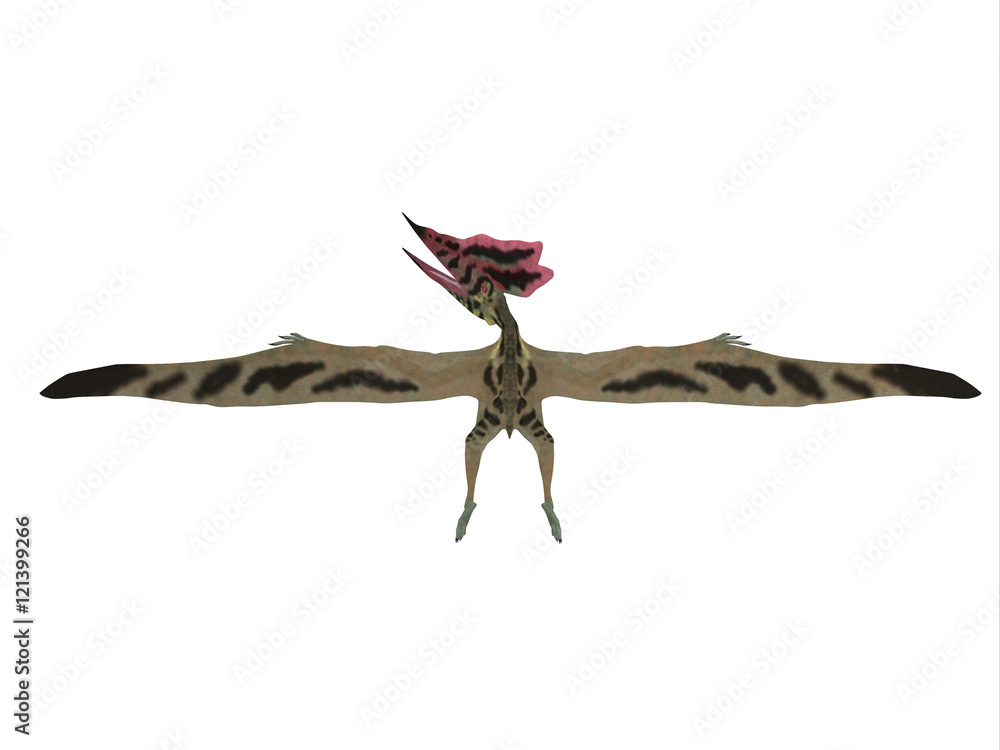 Thalassodromeus Pterosaur Profile - Thalassodromeus was a carnivorous ...