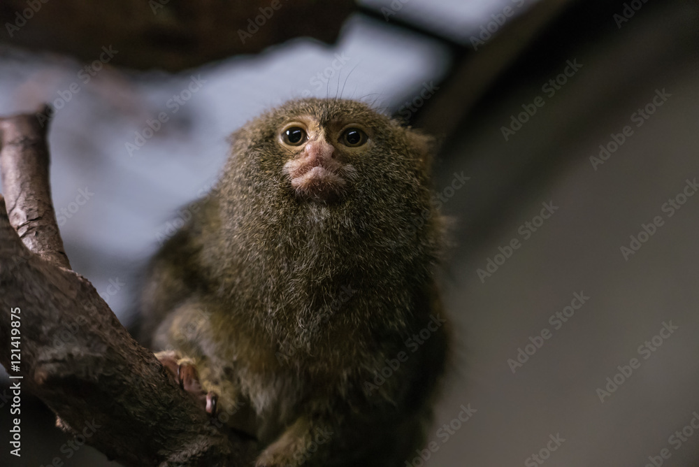 Pygmy Marmoset. A pygmy marmoset, a small New World monkey native to ...