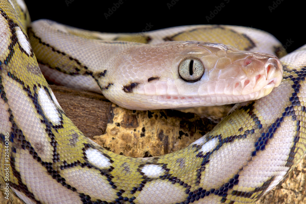 Reticulated python, Malayopython reticulatus Stock Photo | Adobe Stock