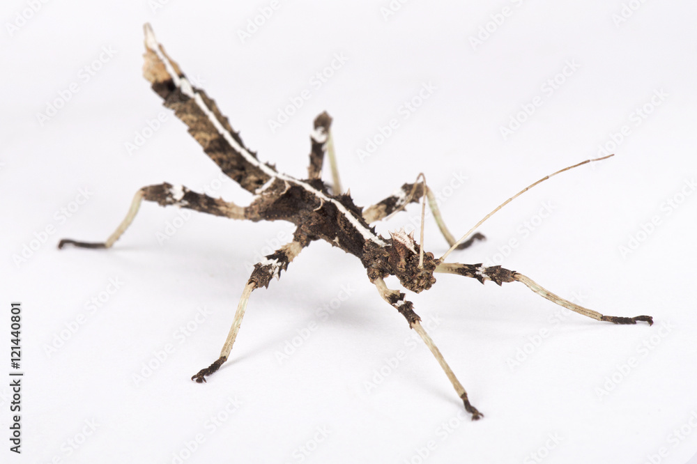 Sunny stick insect, Sungaya inexpectata, Philippines Stock Photo ...