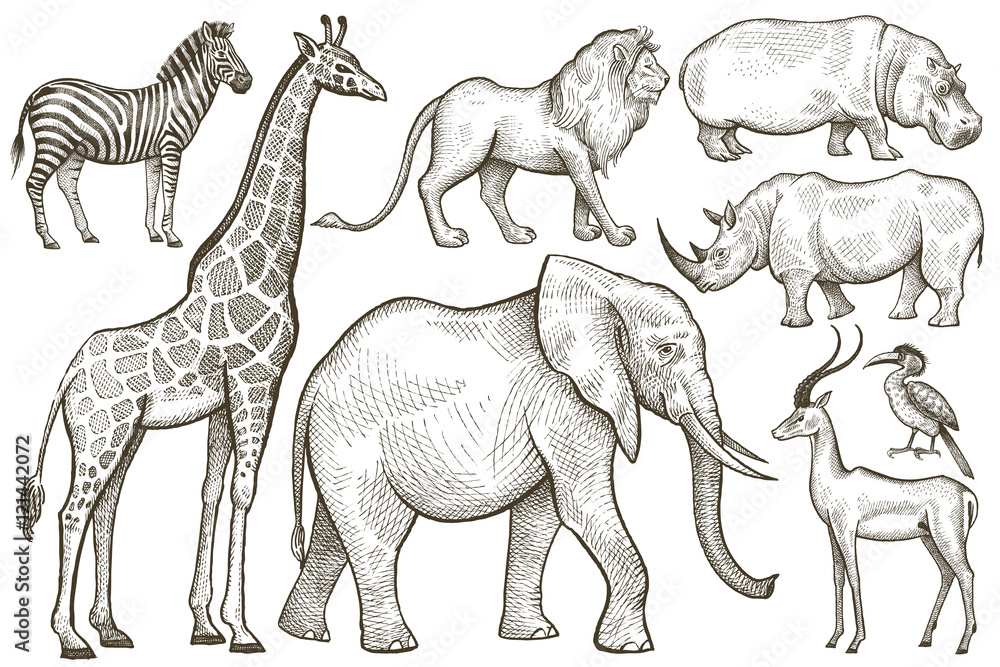 African animals elephant, giraffe, lion, zebra, rhino and hippop Stock ...