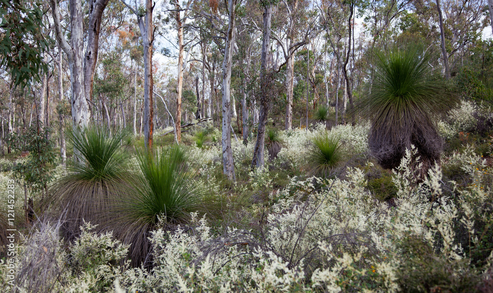 Native Grass Trees (Black Boys) and wattle flowers in spring time in ...