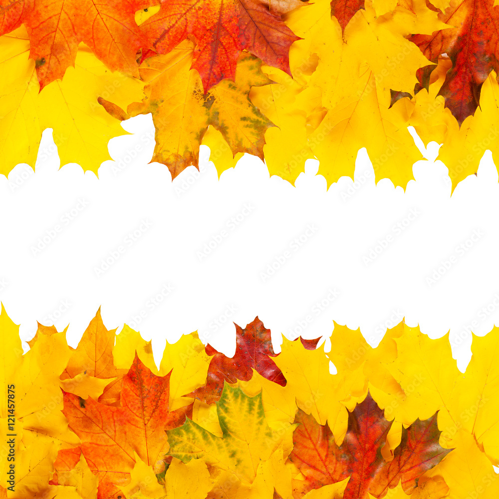 Design of maple leaves Stock Photo | Adobe Stock