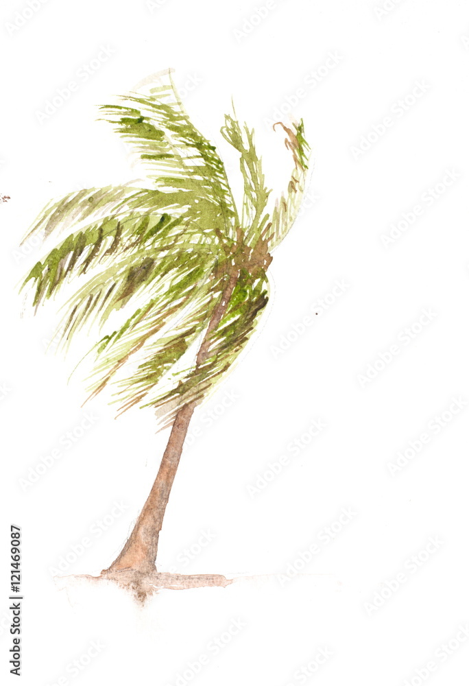 Coconut palm tree on white, watercolor hand painted Stock Illustration ...