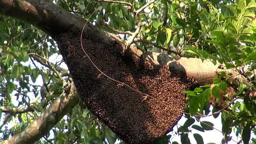 Bee Hive In The Jungle Canopy. A bees nest high in a jungle tree ...