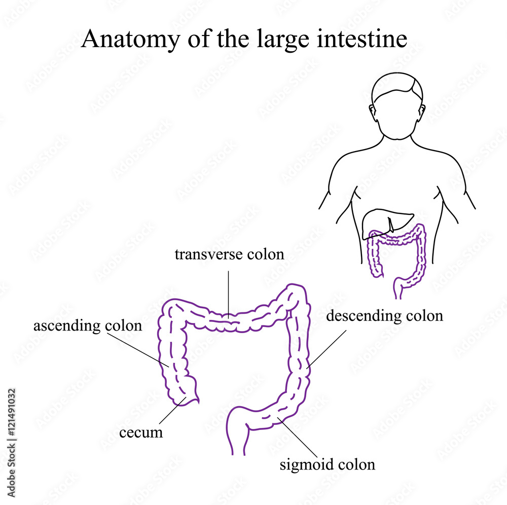 Anatomy Of The Large Intestine Medical Illustration Stock Vector anatomy-of-the-large-intestine-medical-illustration-stock-vector
