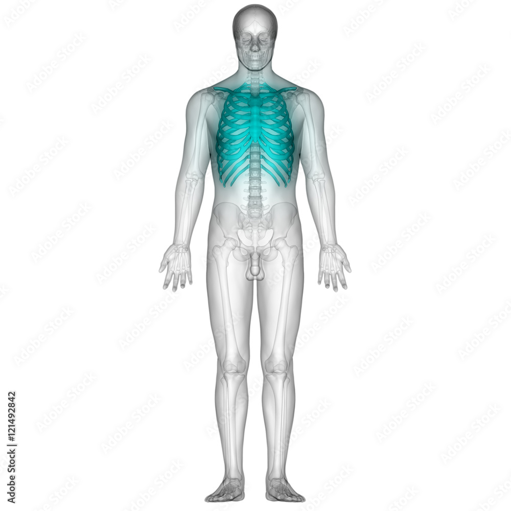Human Body Skeleton Bones Anatomy (Ribs) Stock Illustration | Adobe Stock