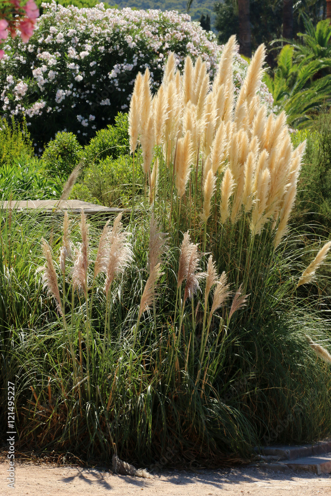 Pampasgras Stock Photo | Adobe Stock