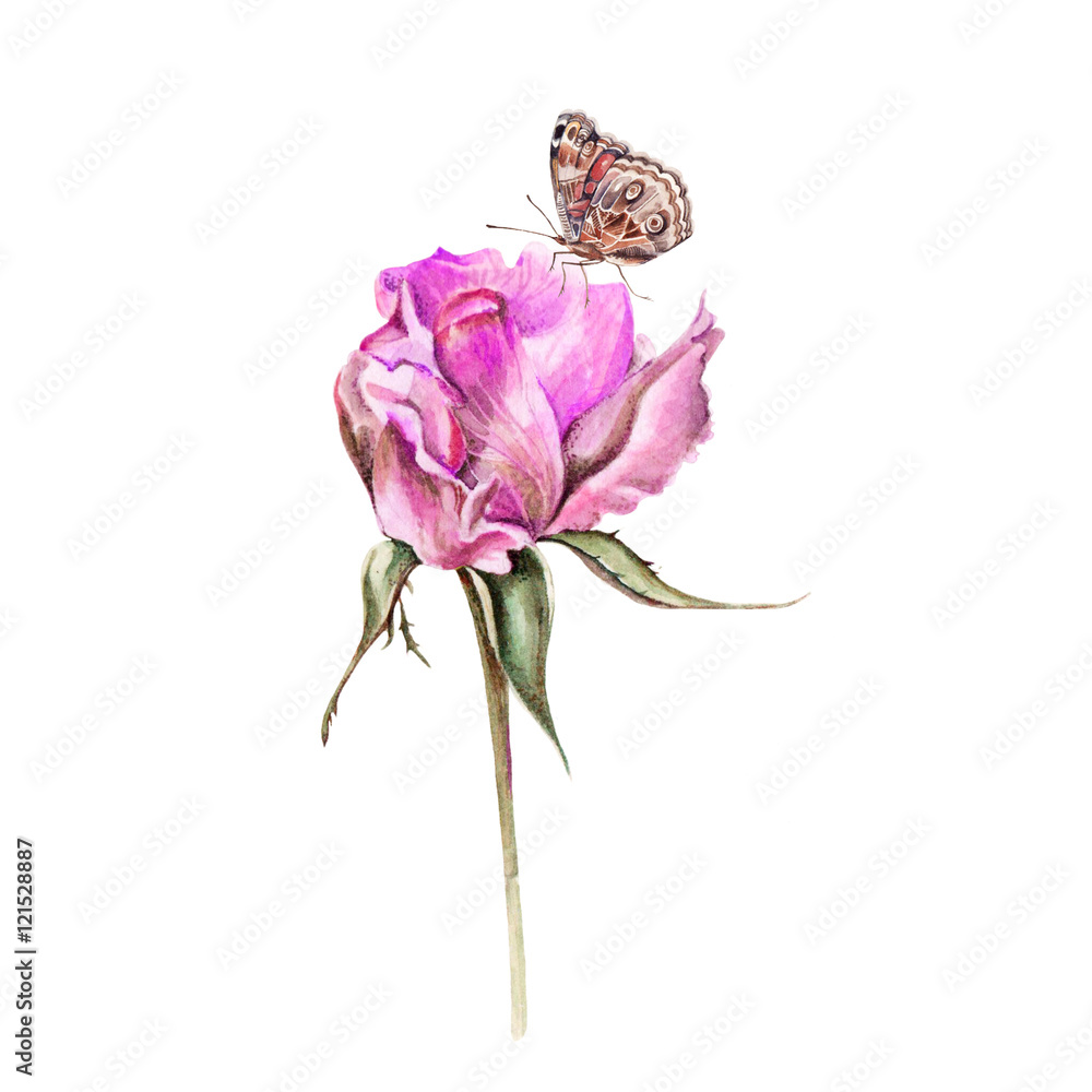 Butterfly On Rose Drawing