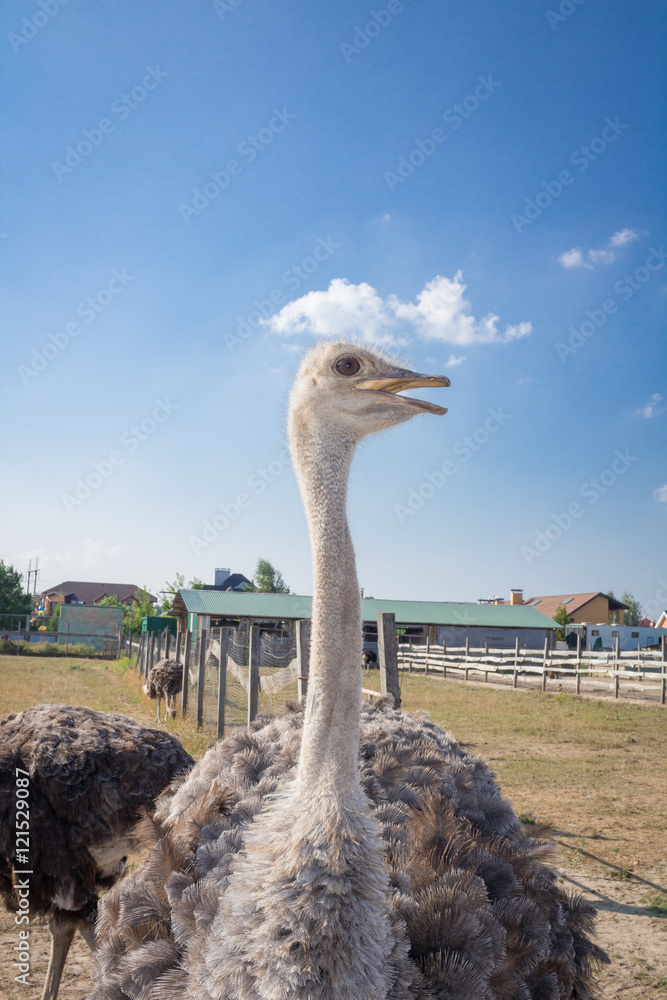 Ostrich bird with open beak on ostrich farm countryside Stock Photo ...