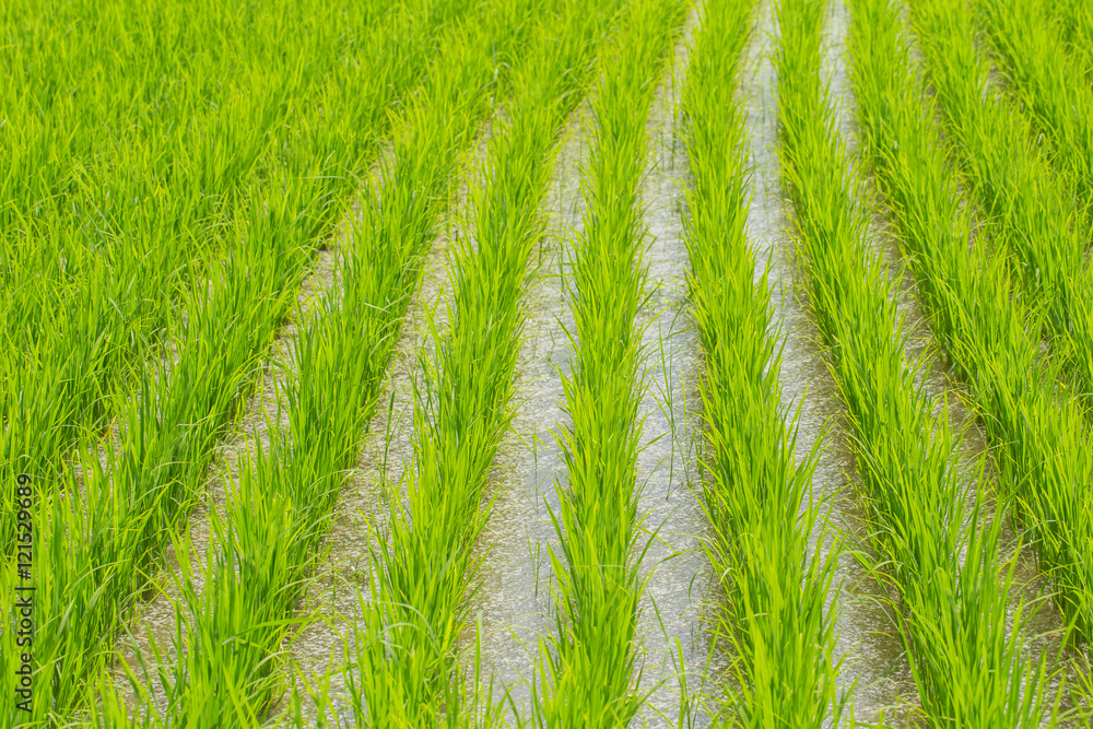 Wet Rice Agriculture
