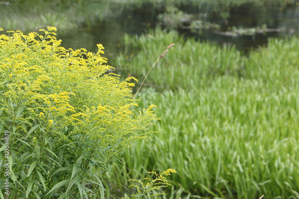 Yellow grass at a boggy pond Stock Photo | Adobe Stock