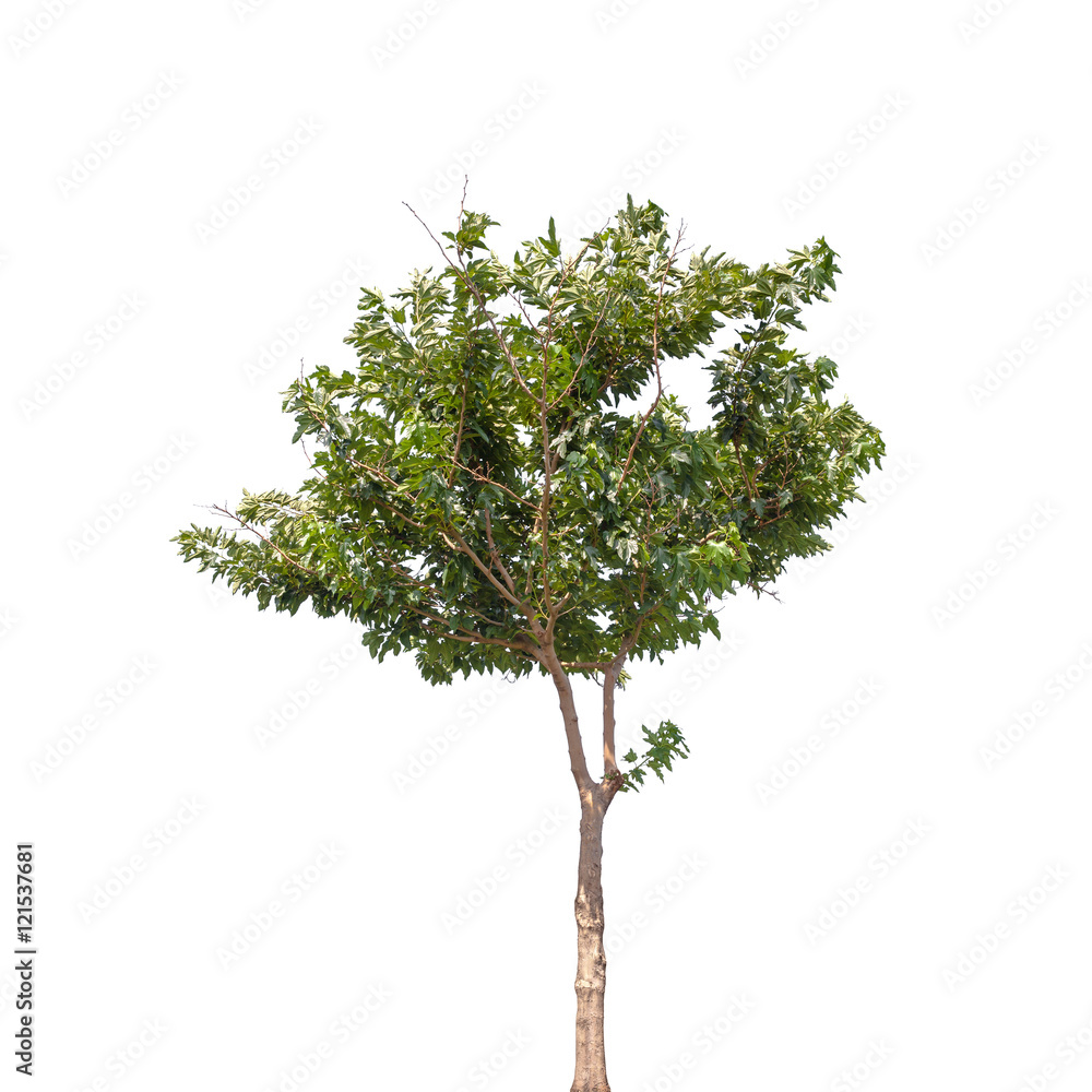 Small tree isolated on white background Stock Photo | Adobe Stock