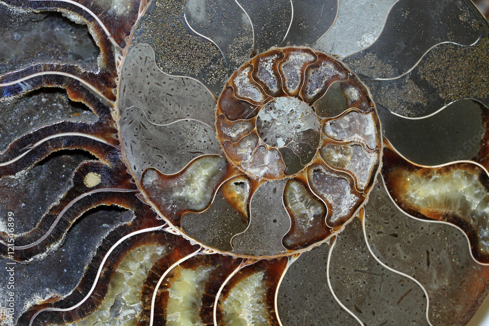 Beautiful Ammonites fossils Stock Photo | Adobe Stock