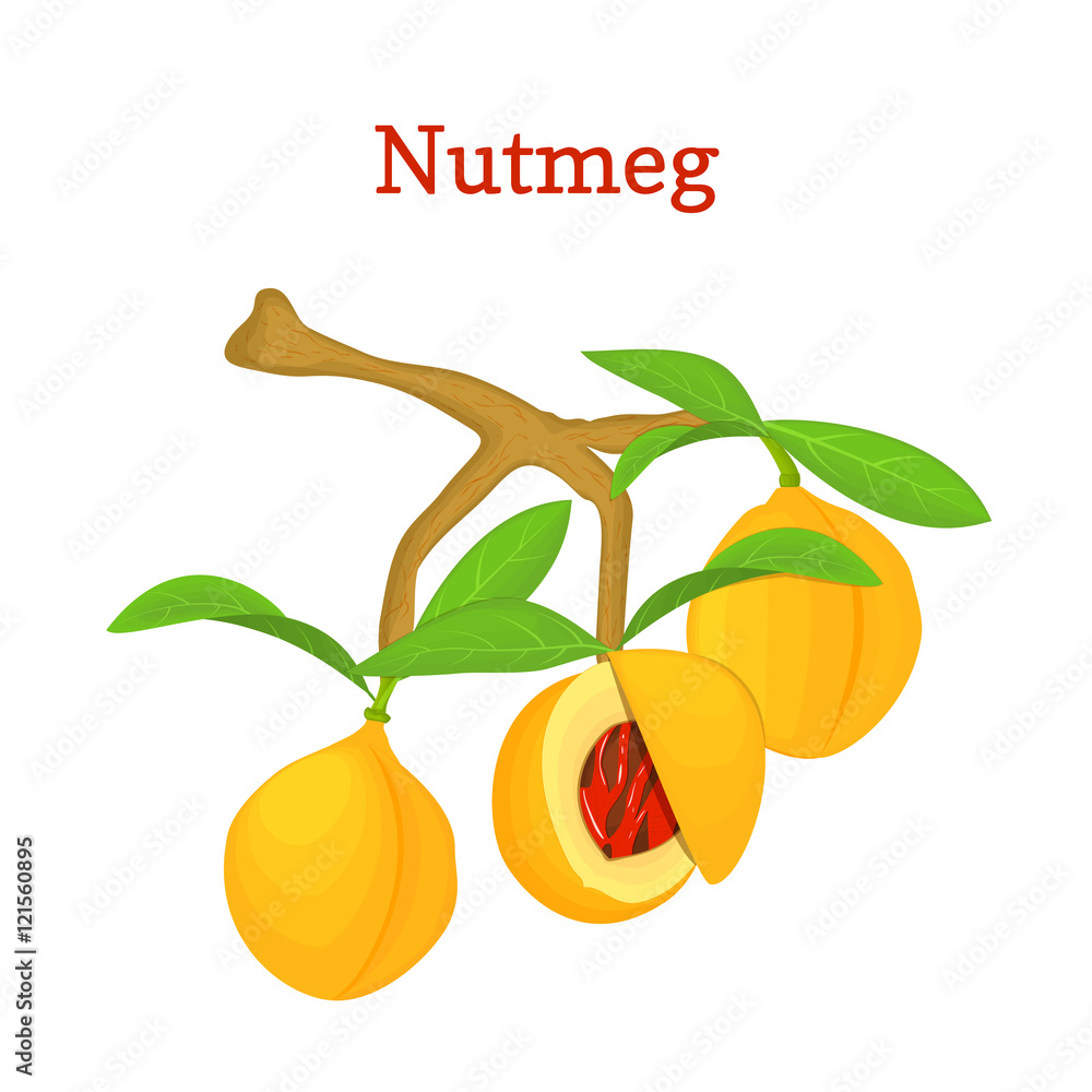 Vector illustration of a nutmeg. Branch nutmeg tree with three yellow ...
