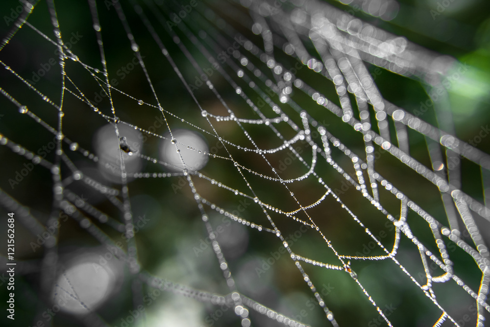 Water drops on spider web Stock Photo | Adobe Stock