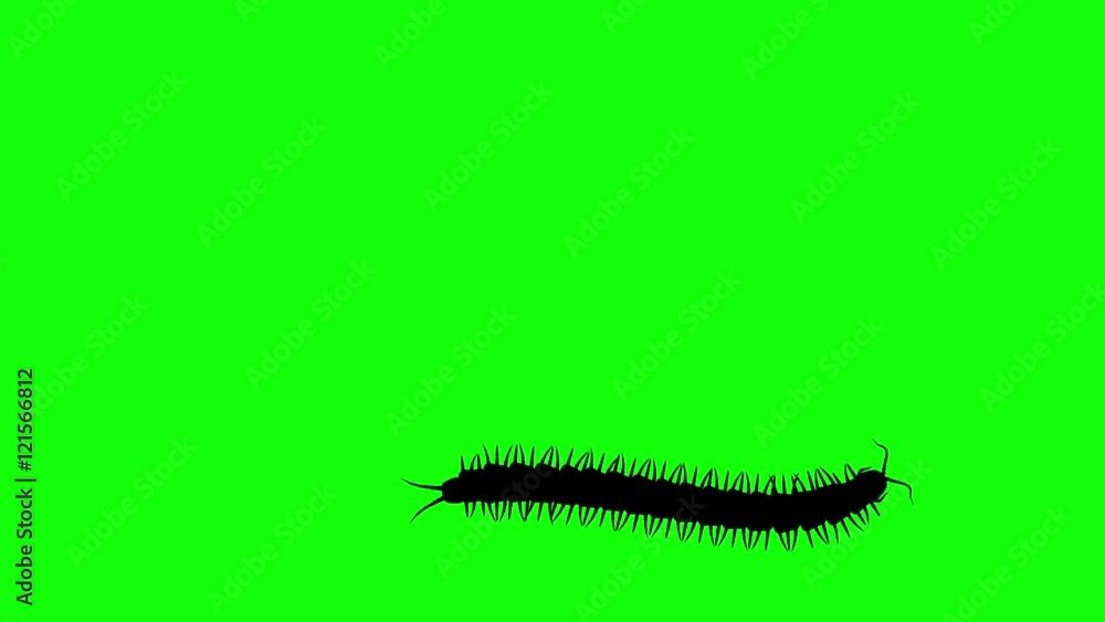 Centipede on green screen, CG animated silhouette, seamless loop Stock ...