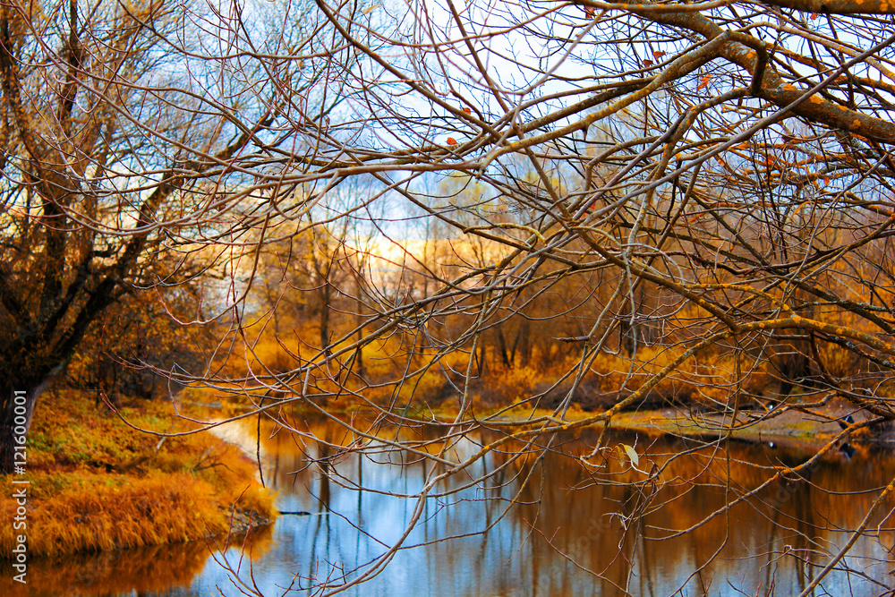 .Autumn landscape. Branches of a tree on a background of forest and ...