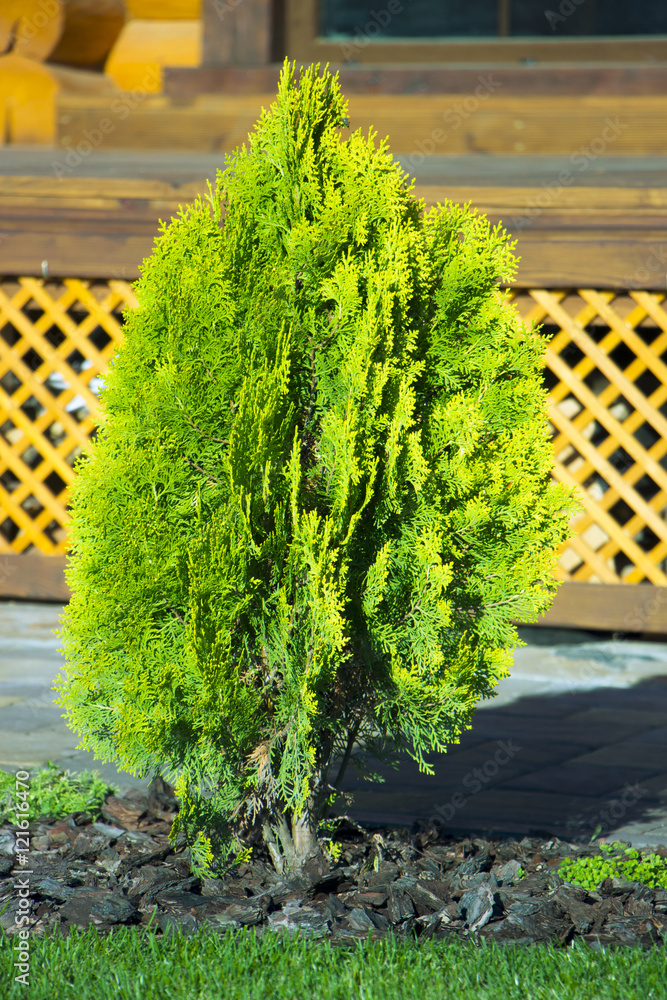 Thuja occidentalis Eastern Arborvitae is an evergreen Stock Photo ...