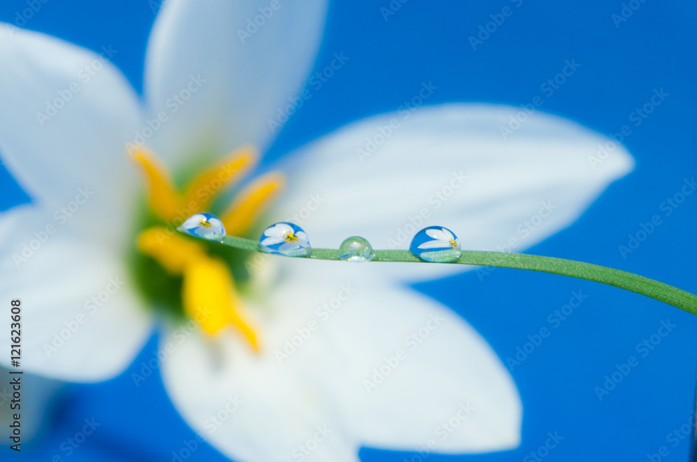 Drop of water and flower background Stock Photo | Adobe Stock