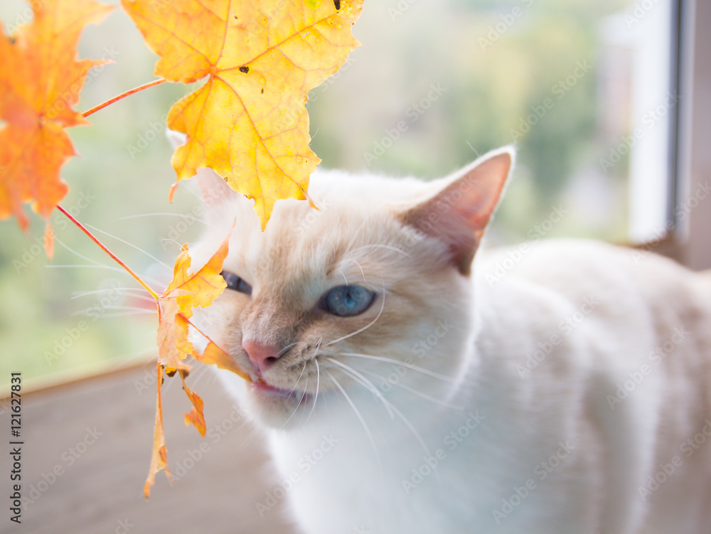 cat playing with autumn leaves Stock Photo | Adobe Stock