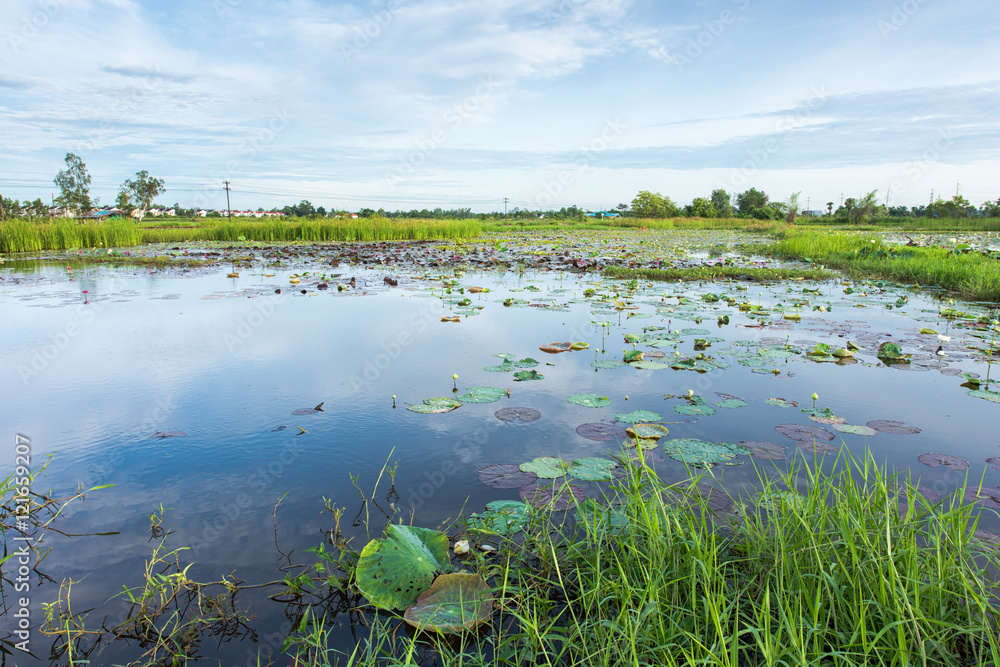 Wetlands in Nature Reserve , Located Nong Dea Swamp at Udonthani ...