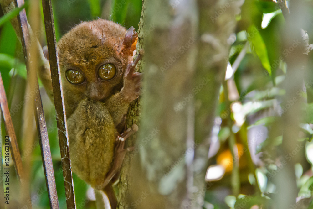 The Philippine Tarsier Stock Photo | Adobe Stock