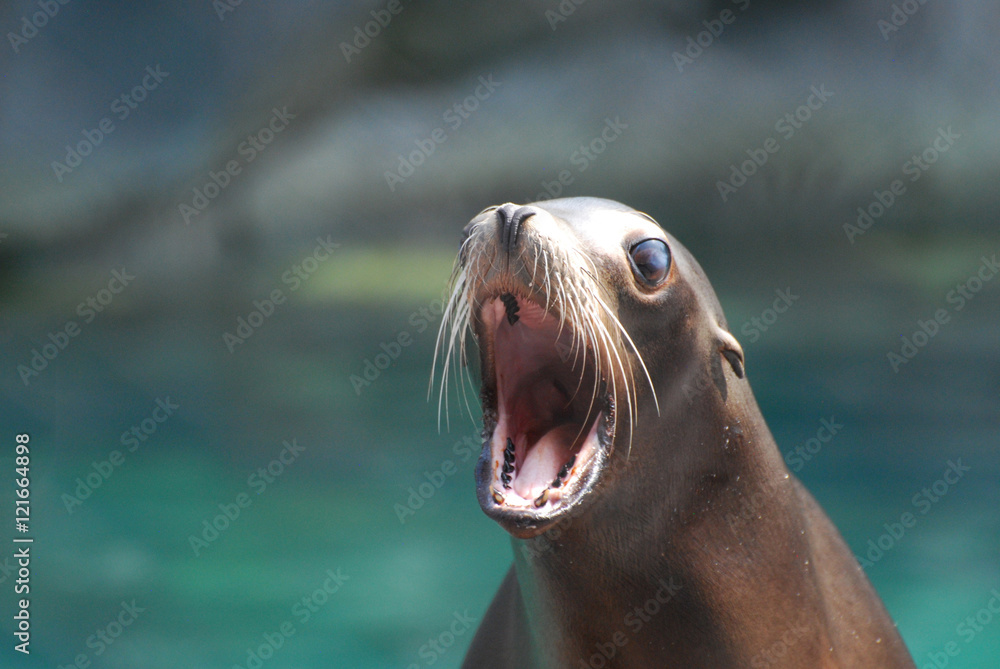 Cute Sea Lion With His Mouth Wide Stock Photo | Adobe Stock