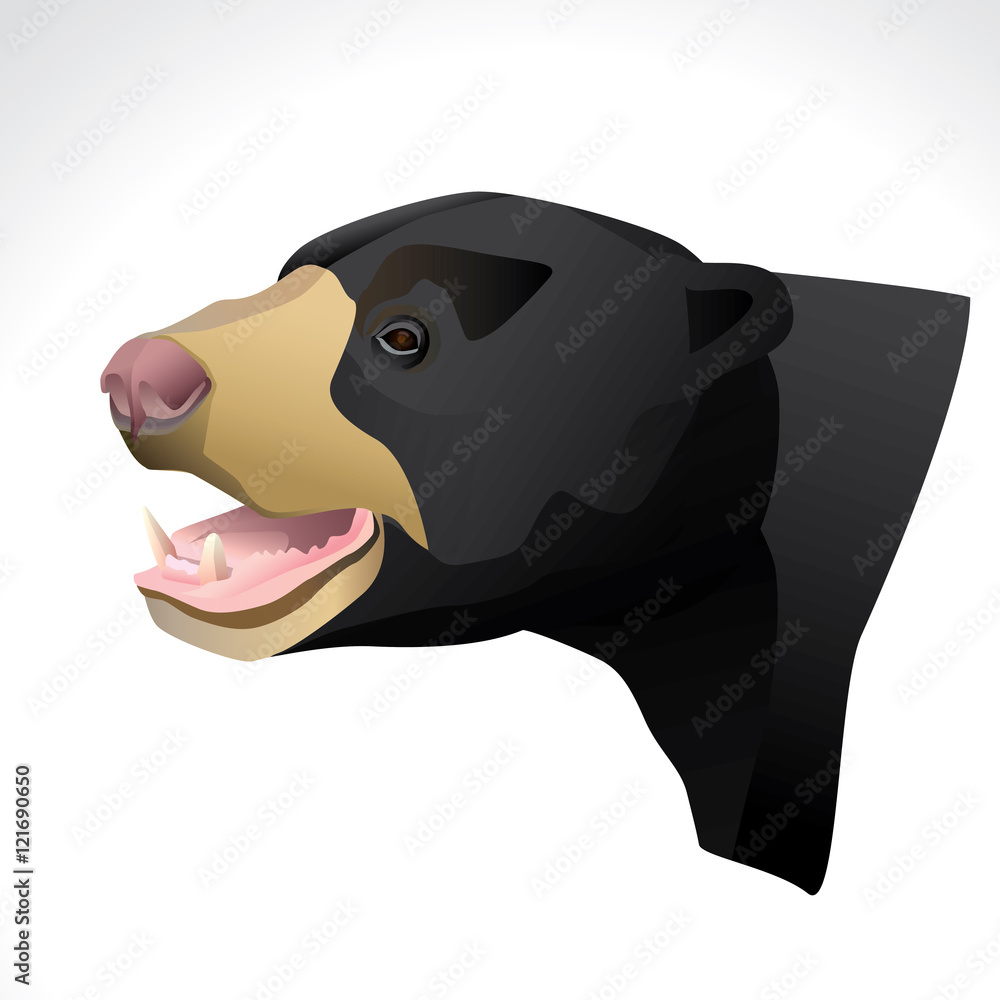 Vector illustration of a sun bear head portrait isolated on white ...