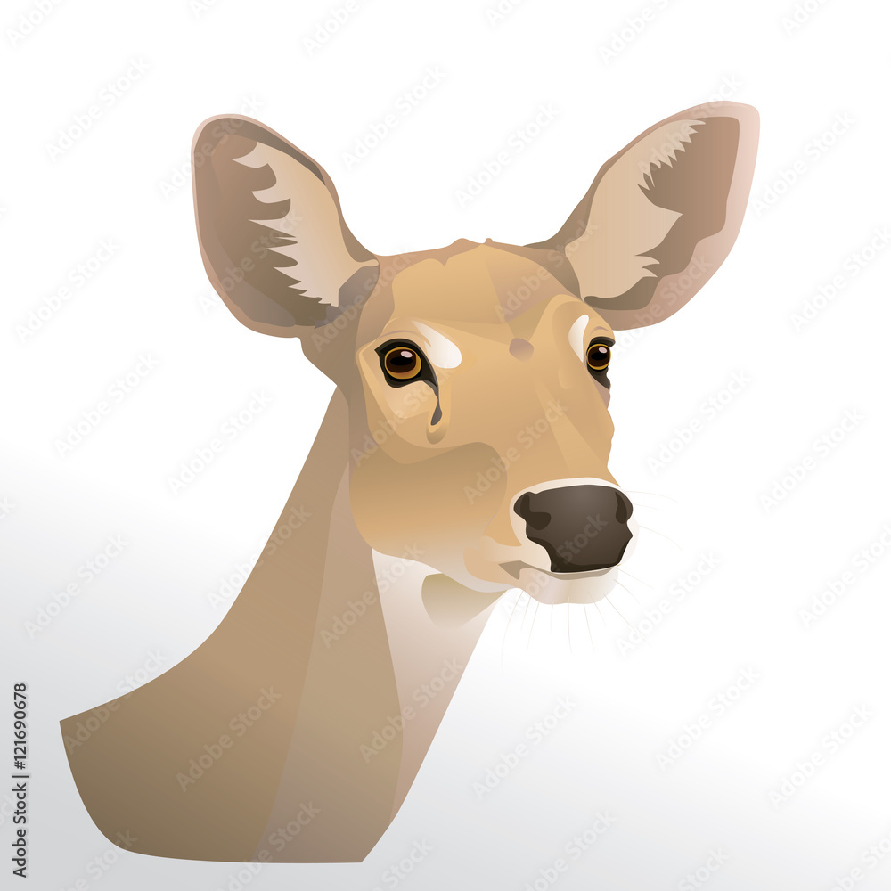 Vector illustration of deer head portrait isolated on white background ...