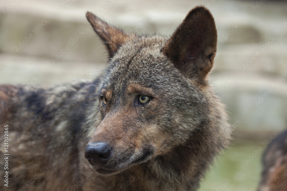 Iberian wolf (Canis lupus signatus). Stock Photo | Adobe Stock