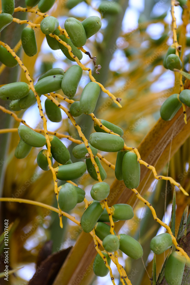 Many unripe dates on the palm tree Stock Photo | Adobe Stock
