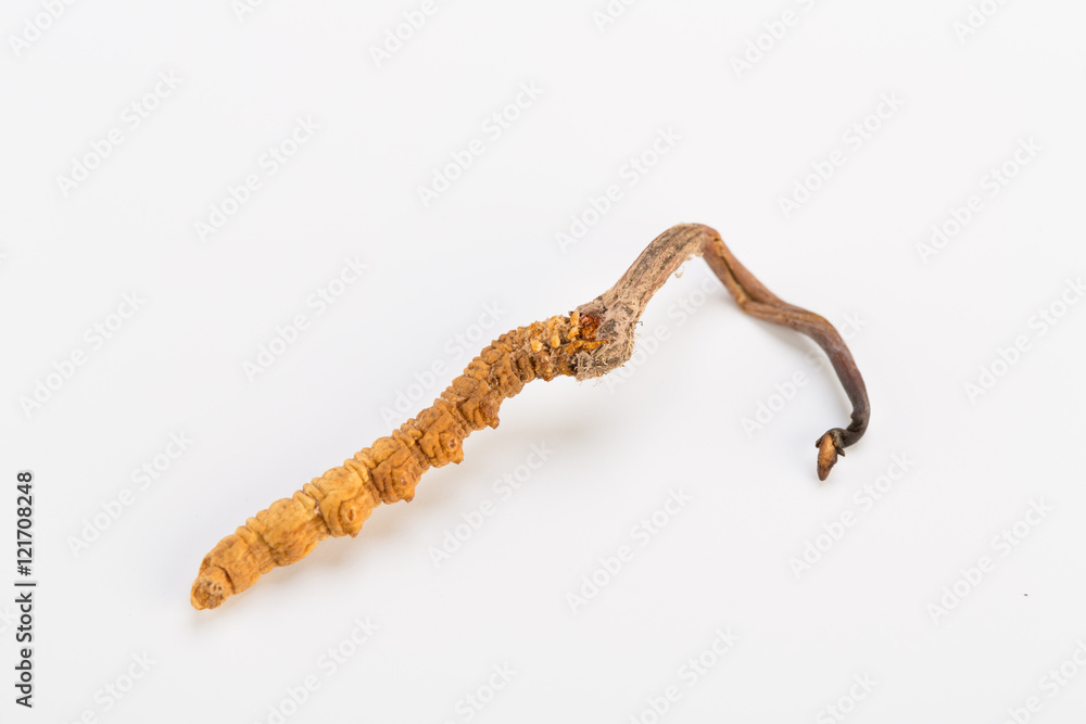 Yarsagumba Ingredient used in Traditional Chinese Medicine Yartsa Gunbu ...