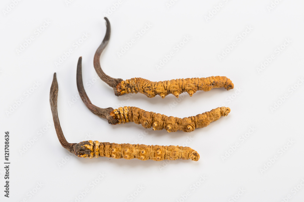 Yarsagumba Ingredient used in Traditional Chinese Medicine Yartsa Gunbu ...