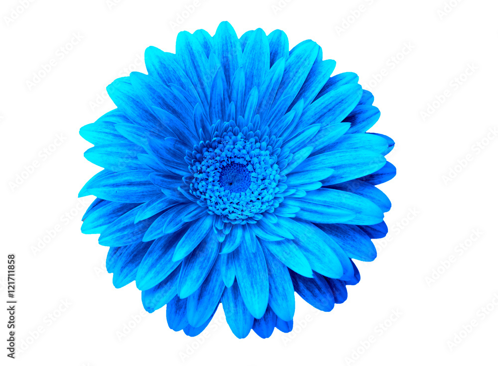 Flower Stock Photo | Adobe Stock