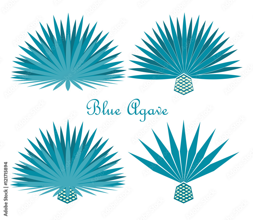 Blue agave or tequila agave plant. Vector set Stock Vector | Adobe Stock