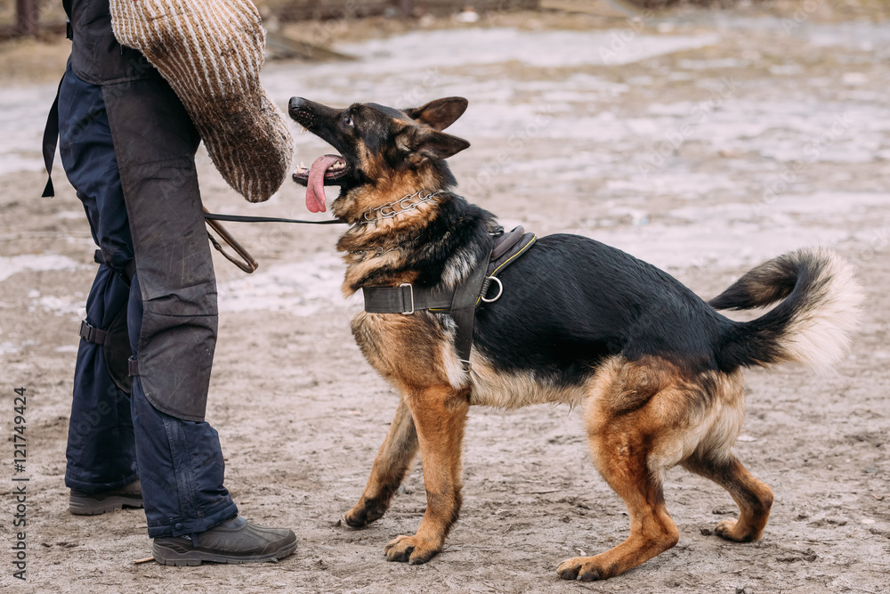 German Shepherd Biting